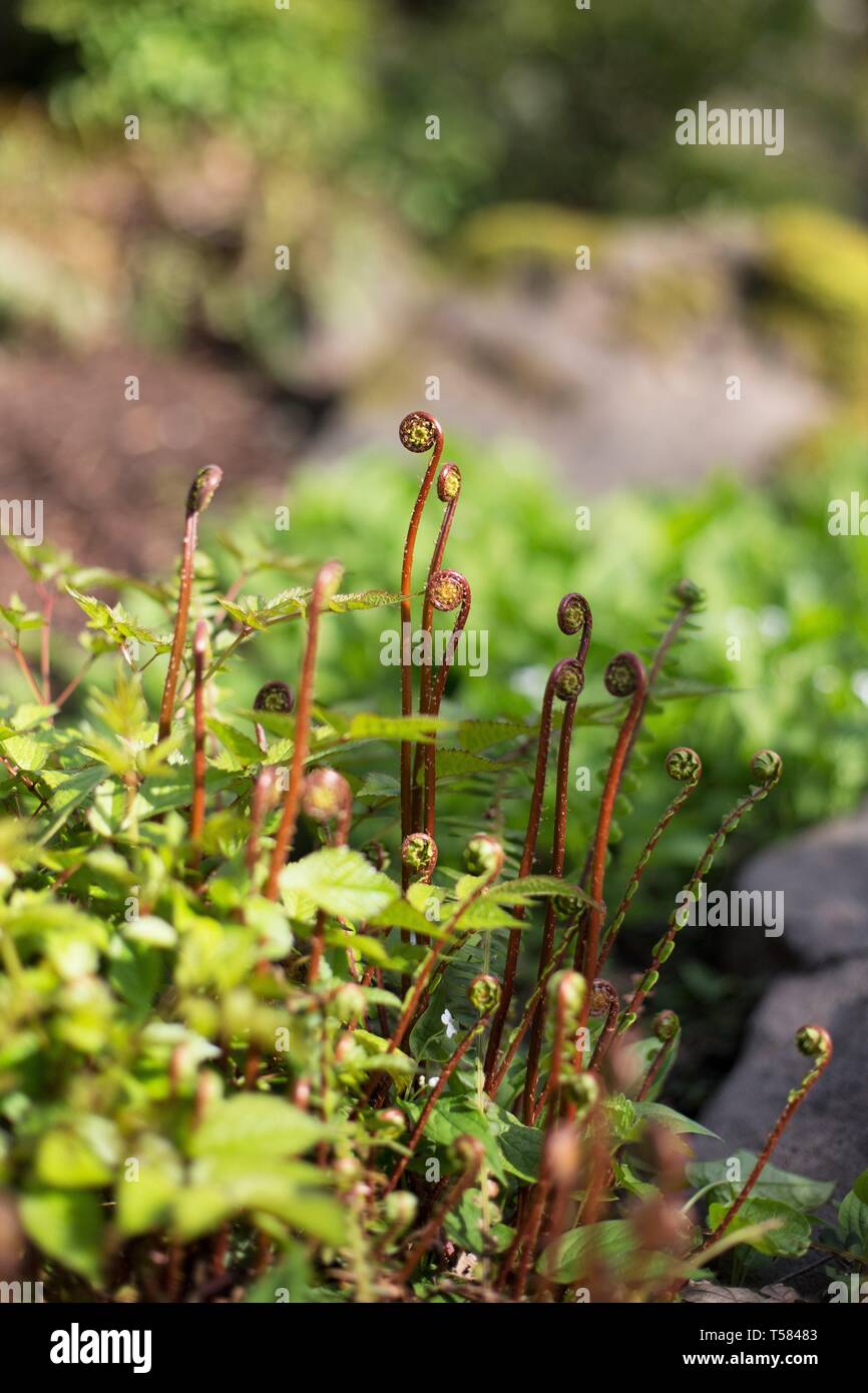 Ferns with red stems that have not unfurled yet, in Hendricks park in ...