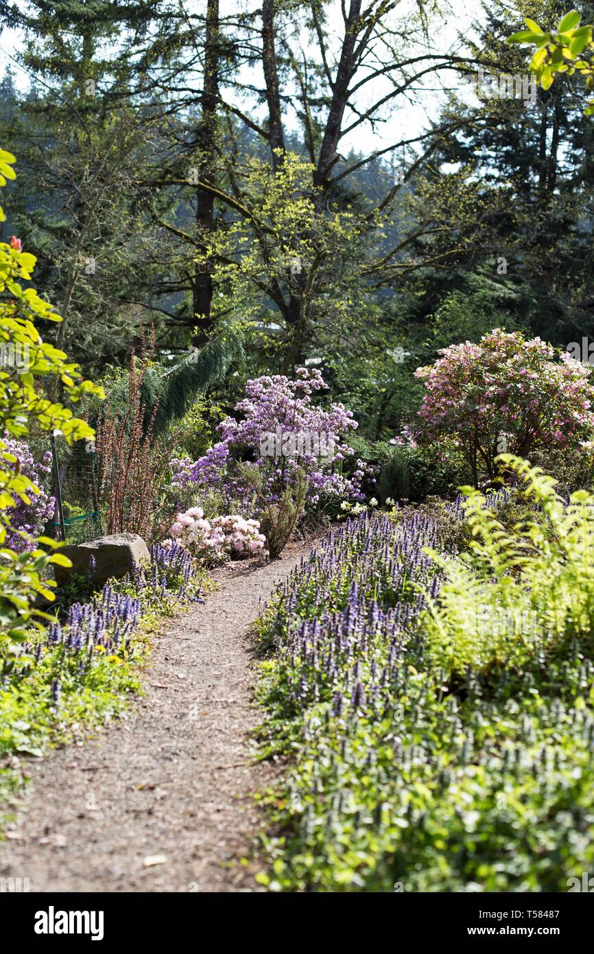 A trail lined with flowers in springtime in Hendricks park in Eugene ...