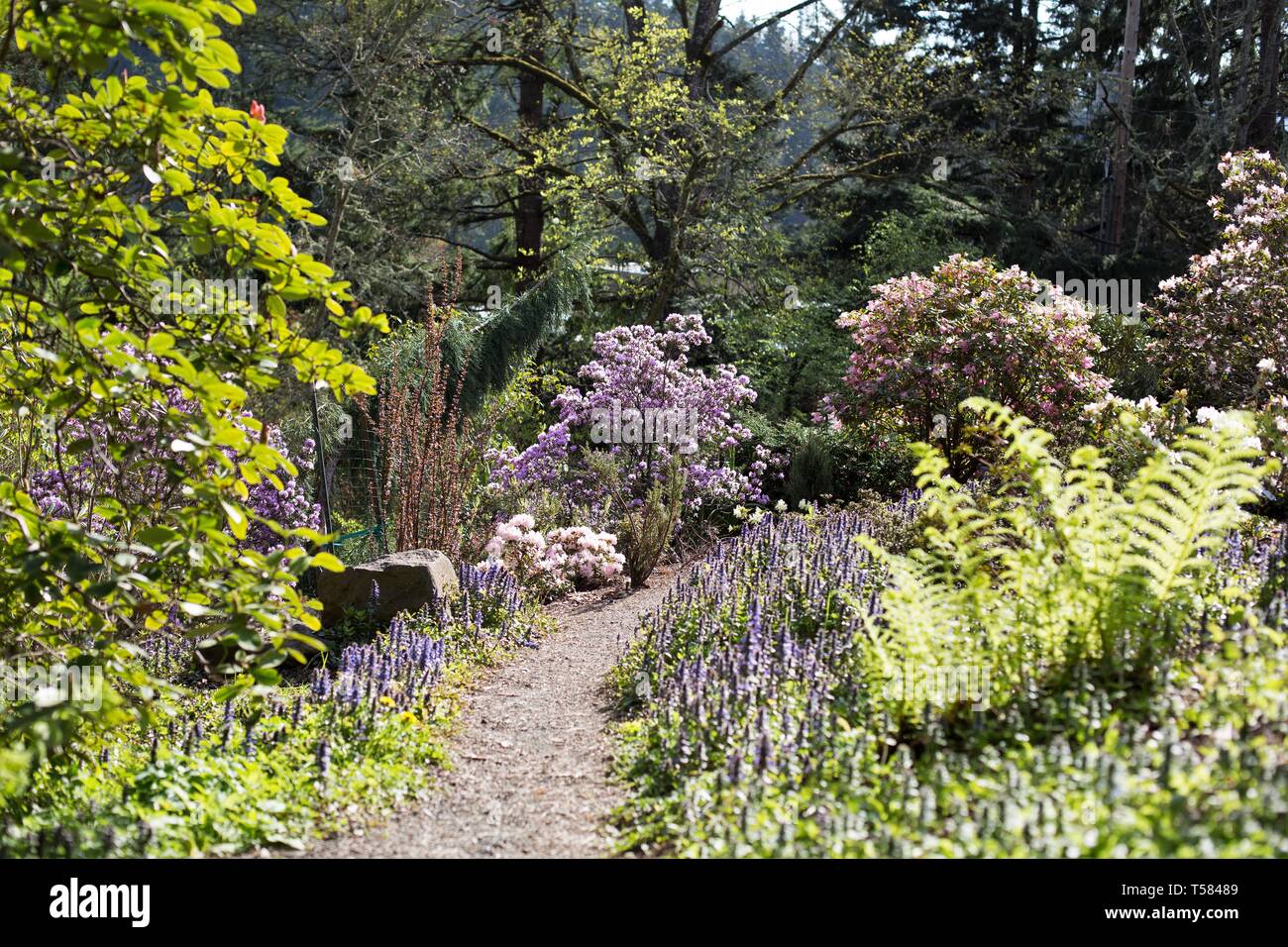 A trail lined with flowers in springtime in Hendricks park in Eugene ...