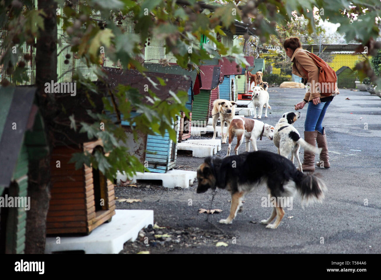 Dog shelter in Istanbul, Turkey Stock Photo - Alamy