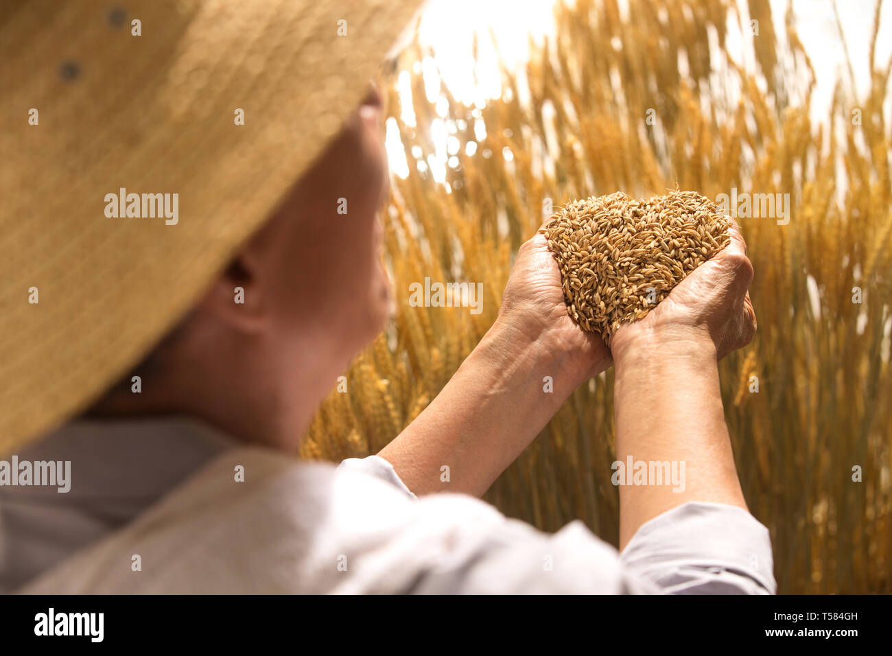 The old farmer with rice Stock Photo - Alamy