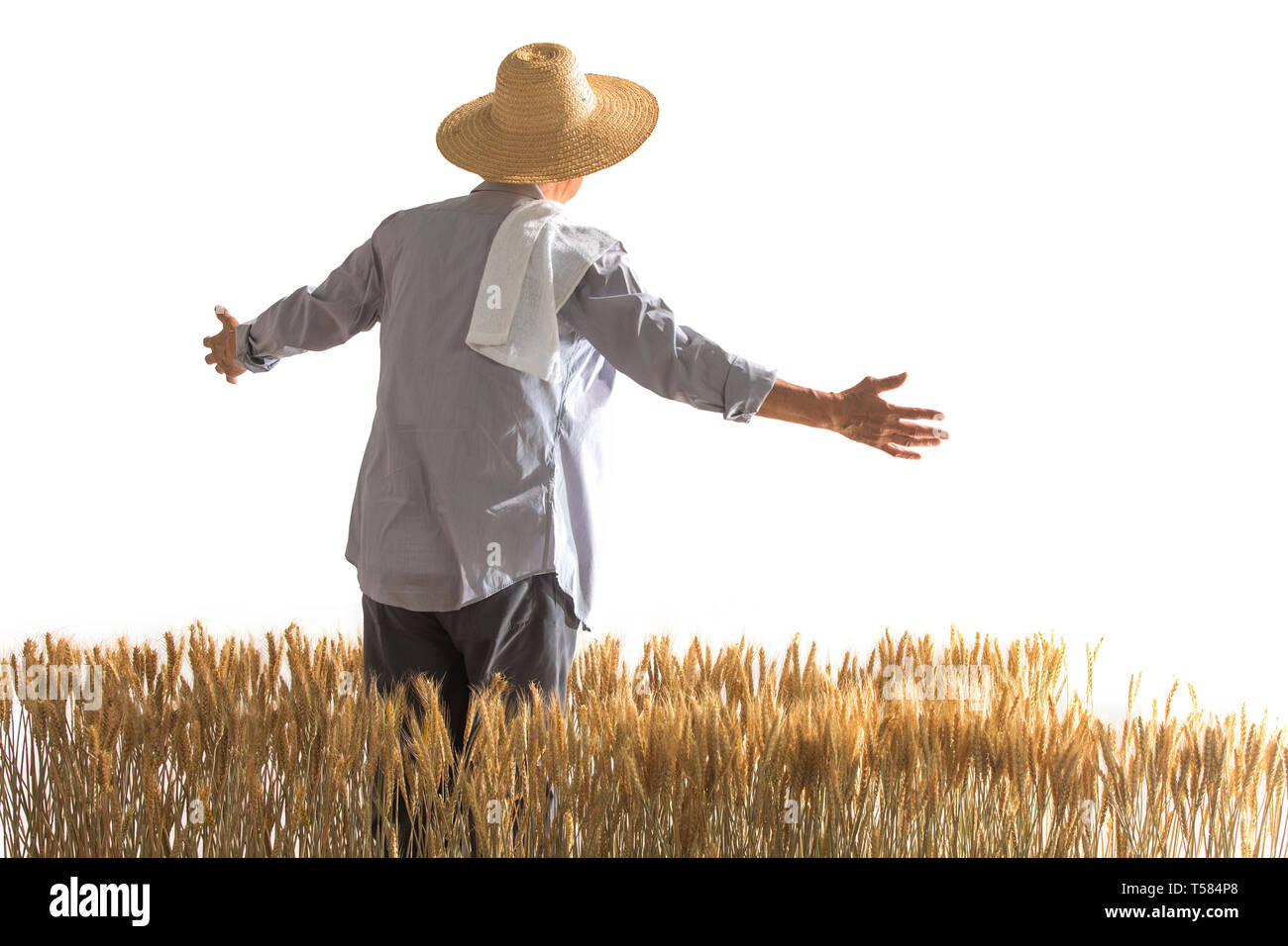 Farmers in view of wheat crop Stock Photo - Alamy