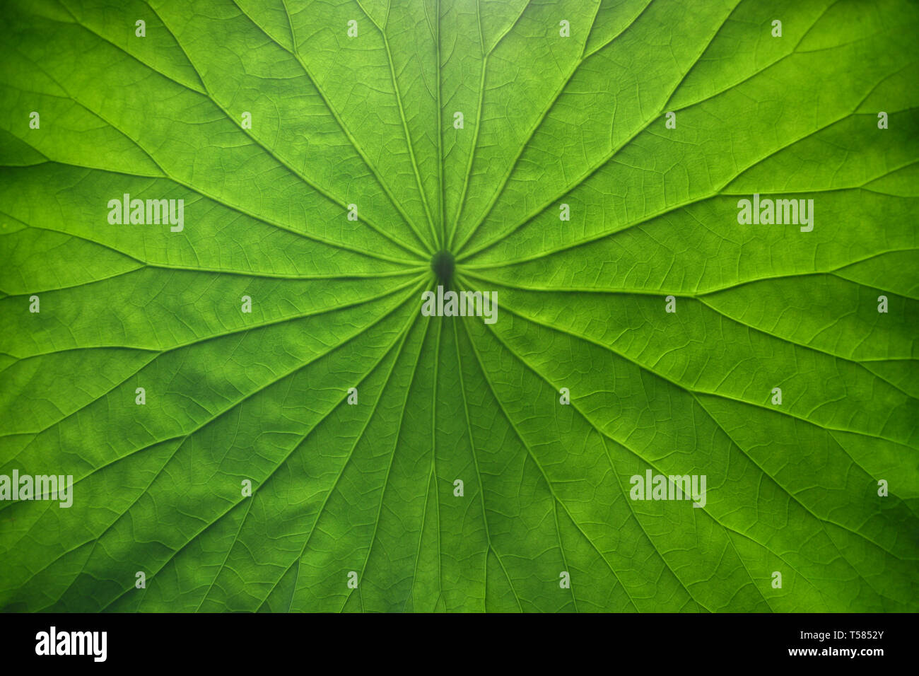 Beijing lotus leaf hi-res stock photography and images - Alamy