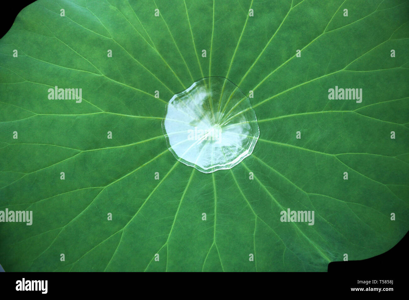 Beijing lotus leaf hi-res stock photography and images - Alamy