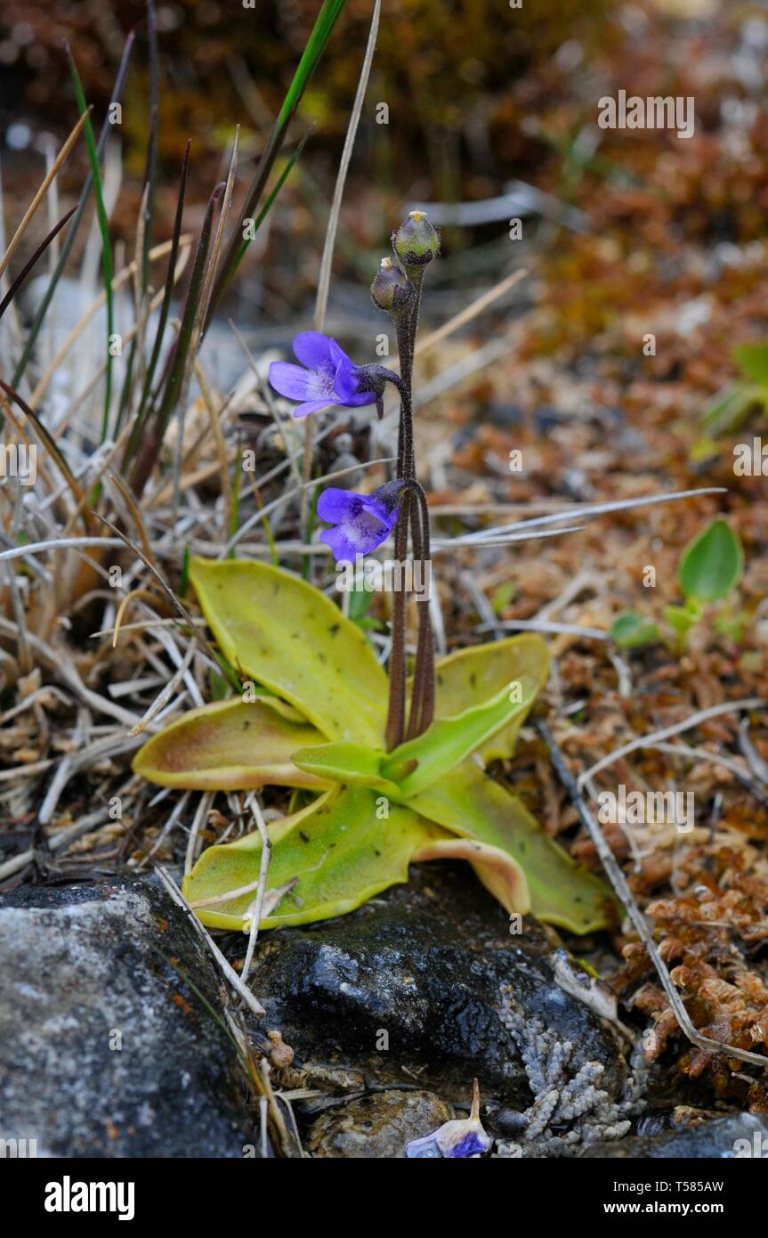 Pinguicula species hi-res stock photography and images - Alamy