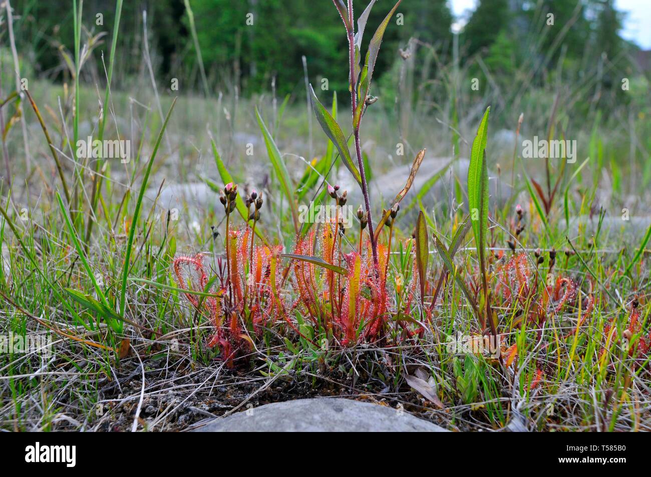 Drosera linearis in Michigan Stock Photo - Alamy