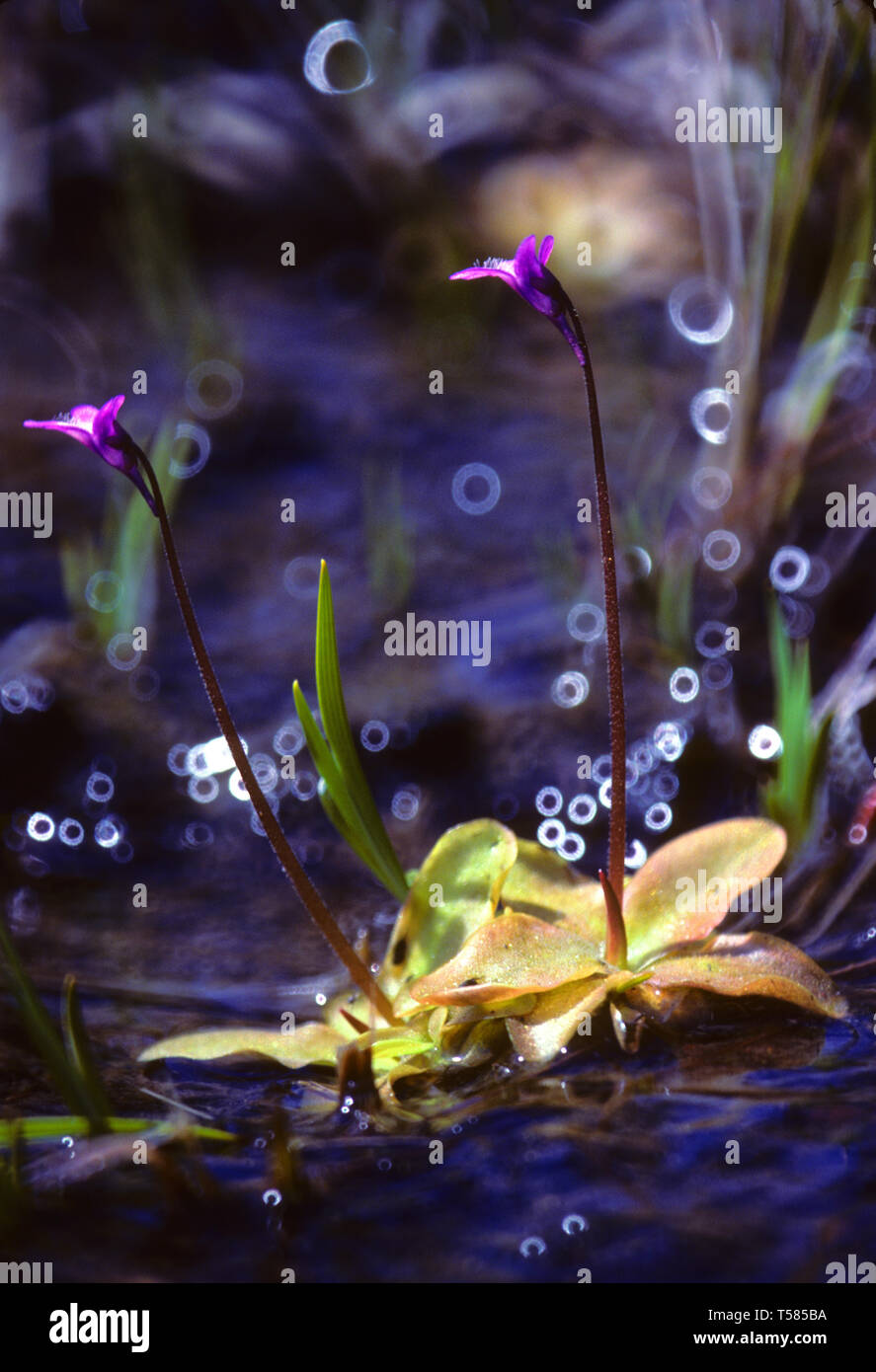 Purple pinguicula flower hi-res stock photography and images - Alamy