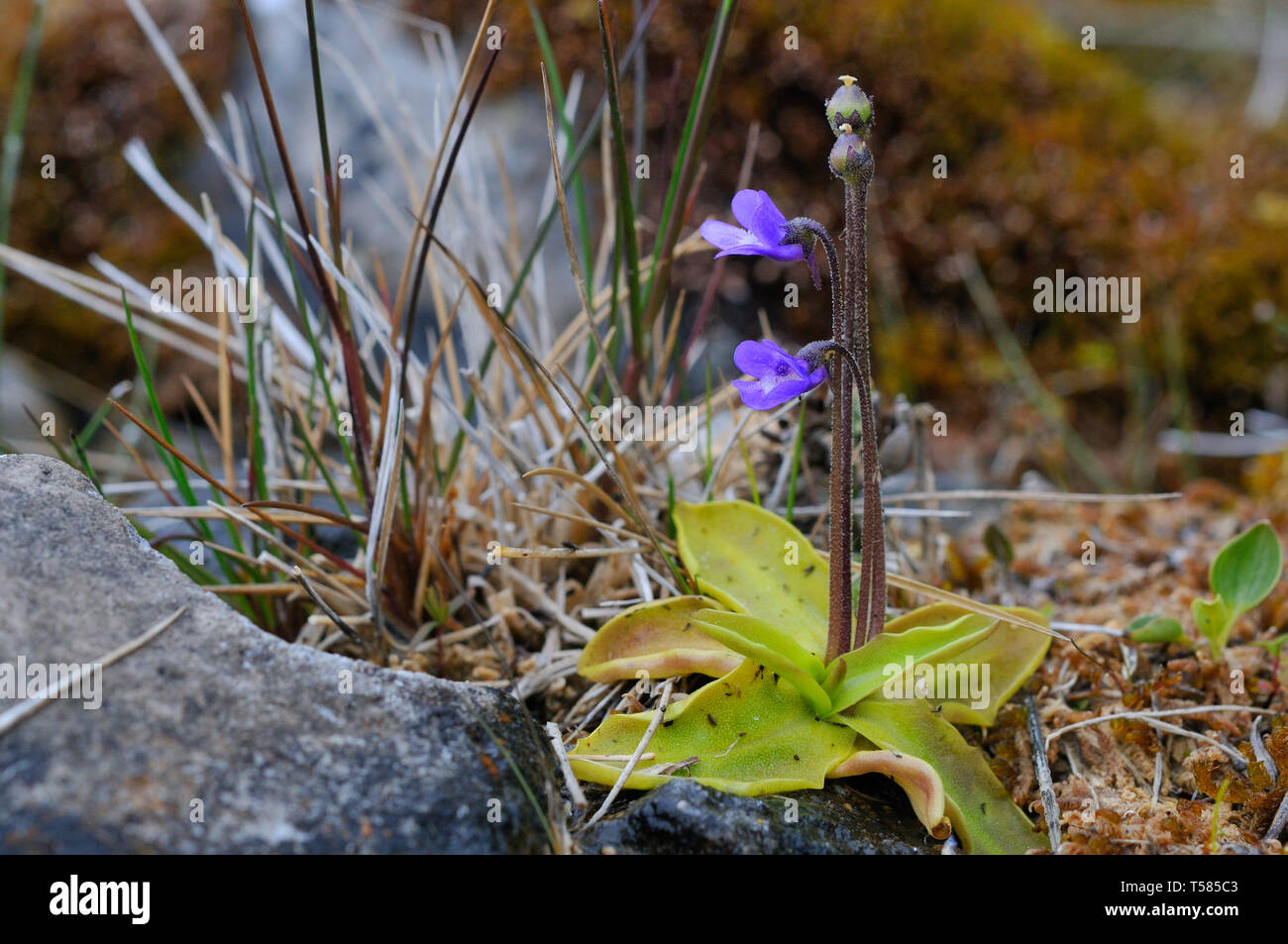 Pinguicula vulgaris in flower, purple-flowered butterwort Stock Photo ...