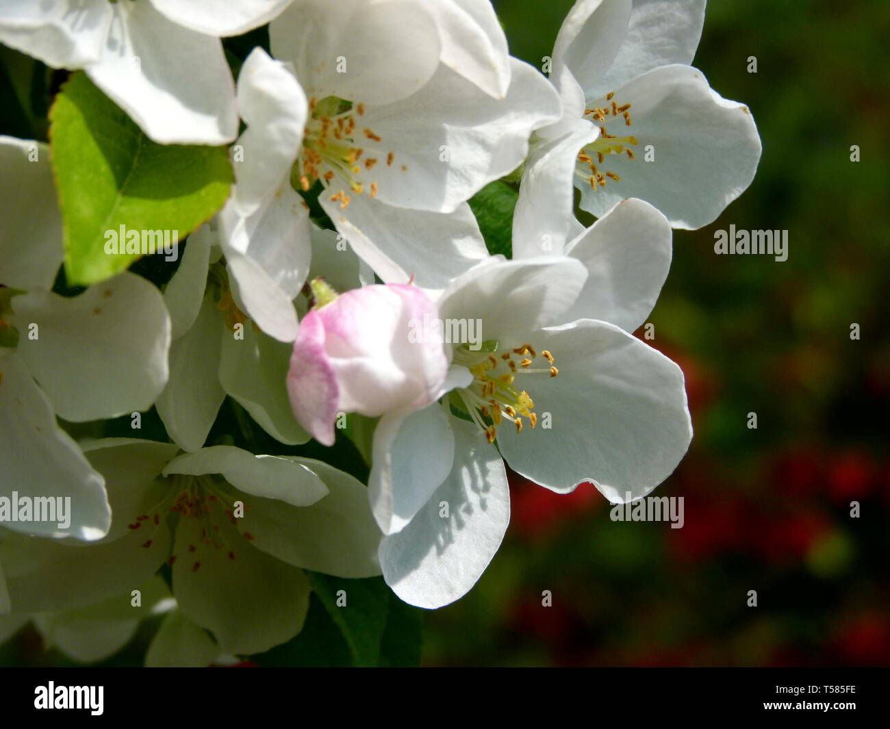 Apple development stages hi-res stock photography and images - Alamy
