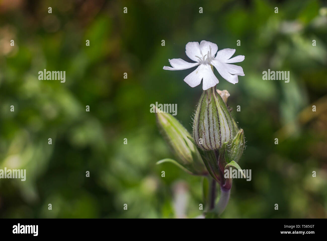 Silene latifolia white campion (Evening Lychnis) wild flowers Stock ...