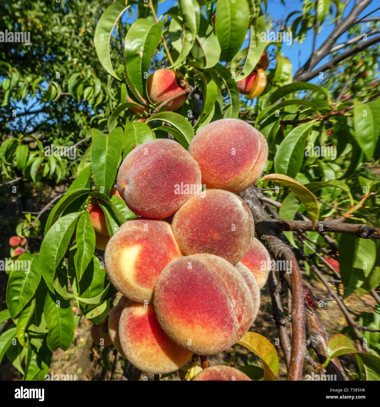 bunch of beautiful red peaches on a branch Stock Photo - Alamy