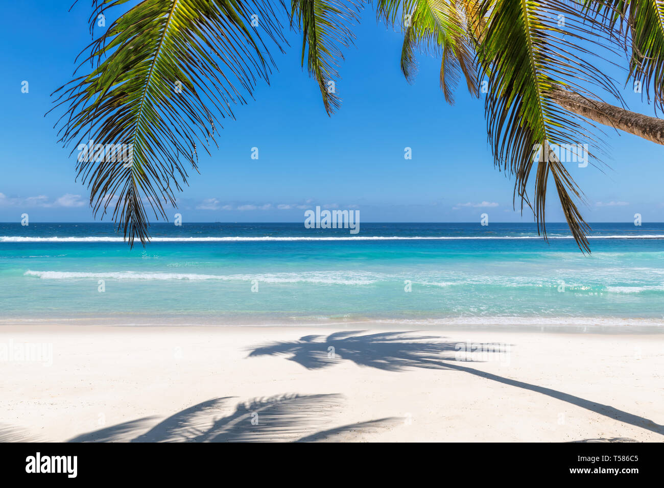 Paradise beach with white sand and coco palms Stock Photo - Alamy