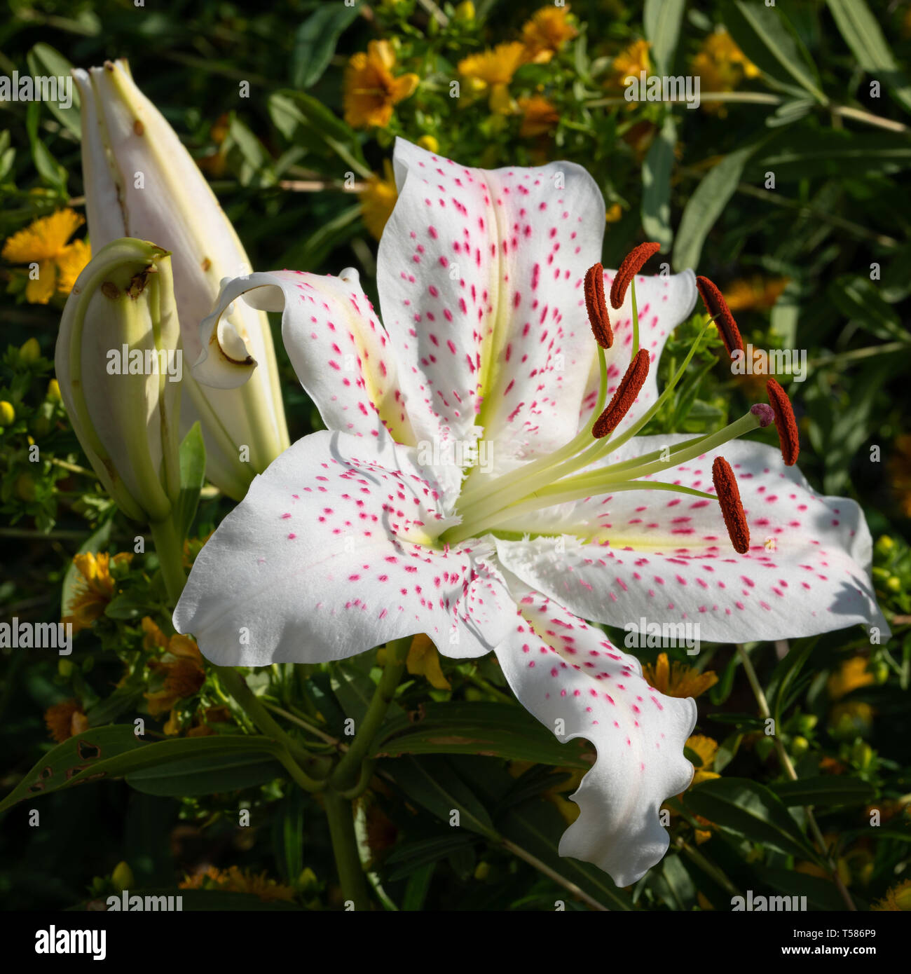 Asian Lily (Lilium asiatic), close up of the flower head Stock Photo ...