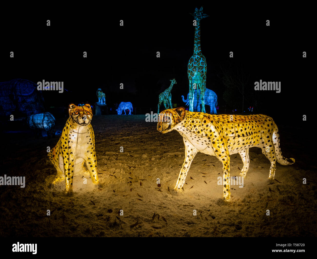 Chester zoo hi-res stock photography and images - Alamy