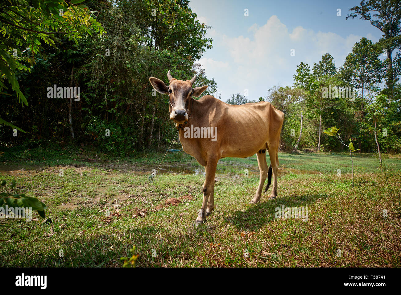 An asian cow in a field outside banteay srei temple in cambodia Stock ...
