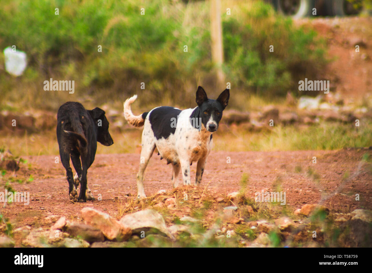 Group stray dogs hi-res stock photography and images - Alamy