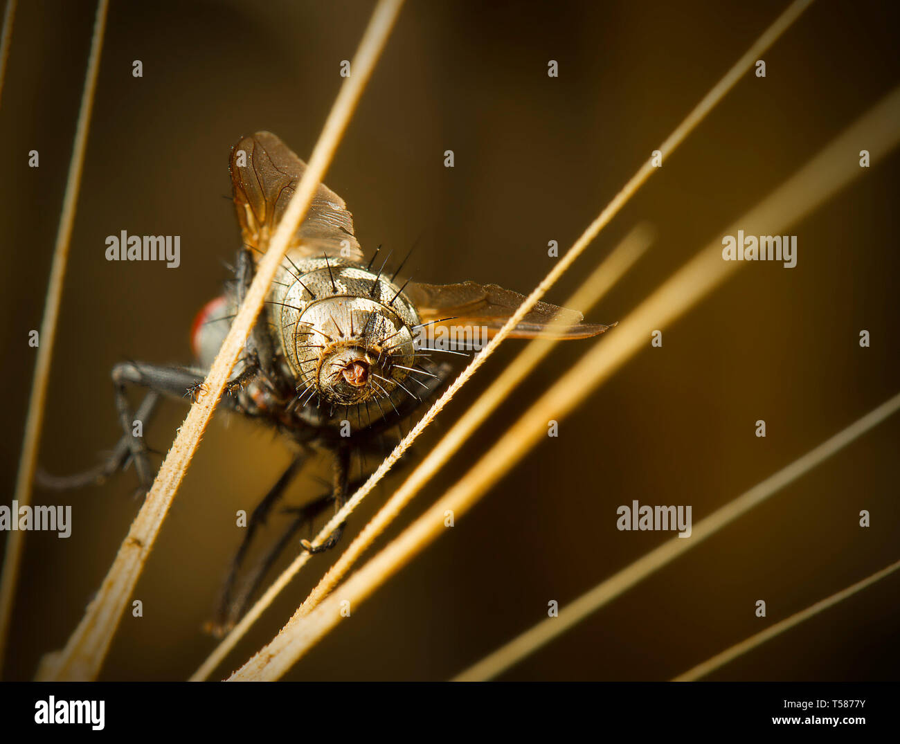 Fly macro phography posing and showing her wings Stock Photo - Alamy
