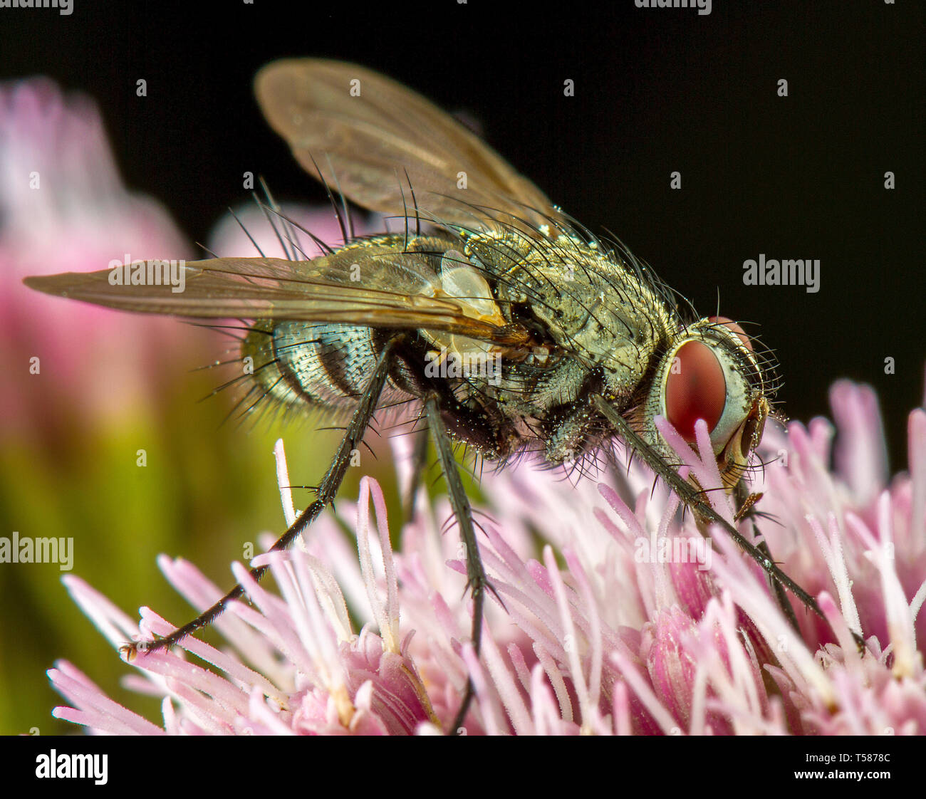 Fly macro phography posing and showing her wings Stock Photo - Alamy