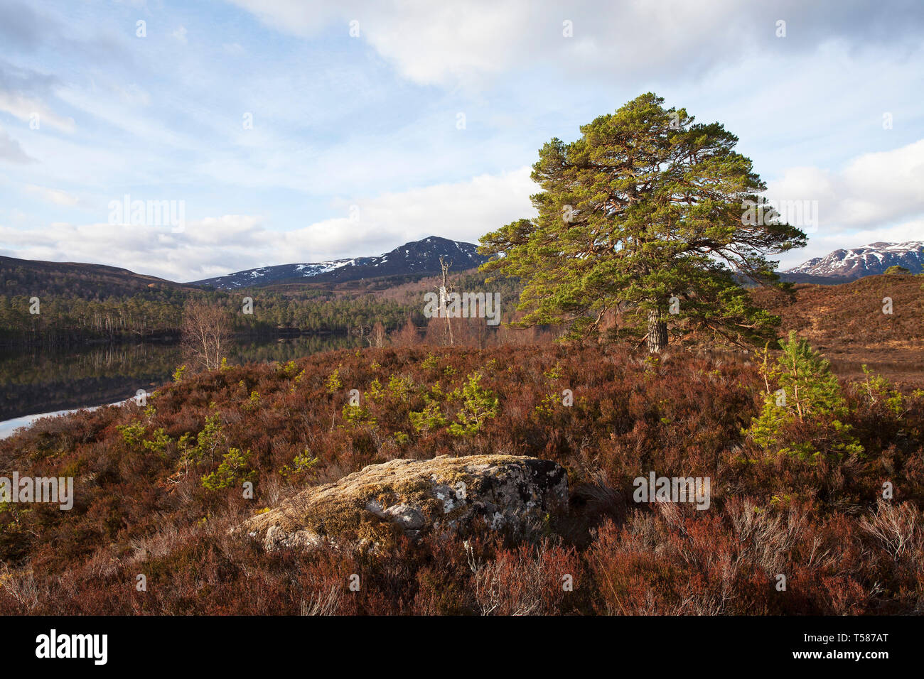Ancient Caledonian pine tree on heather moorland with Loch Beinn a ...