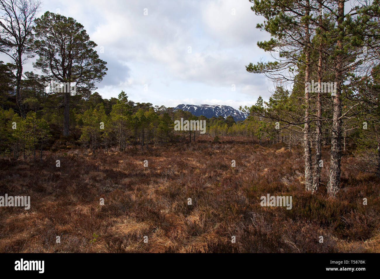 Ancient Caledonian pine forest beside the Kintail Way Glen Affric ...