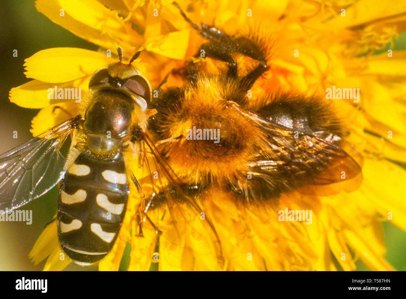 Polar bug hi-res stock photography and images - Alamy