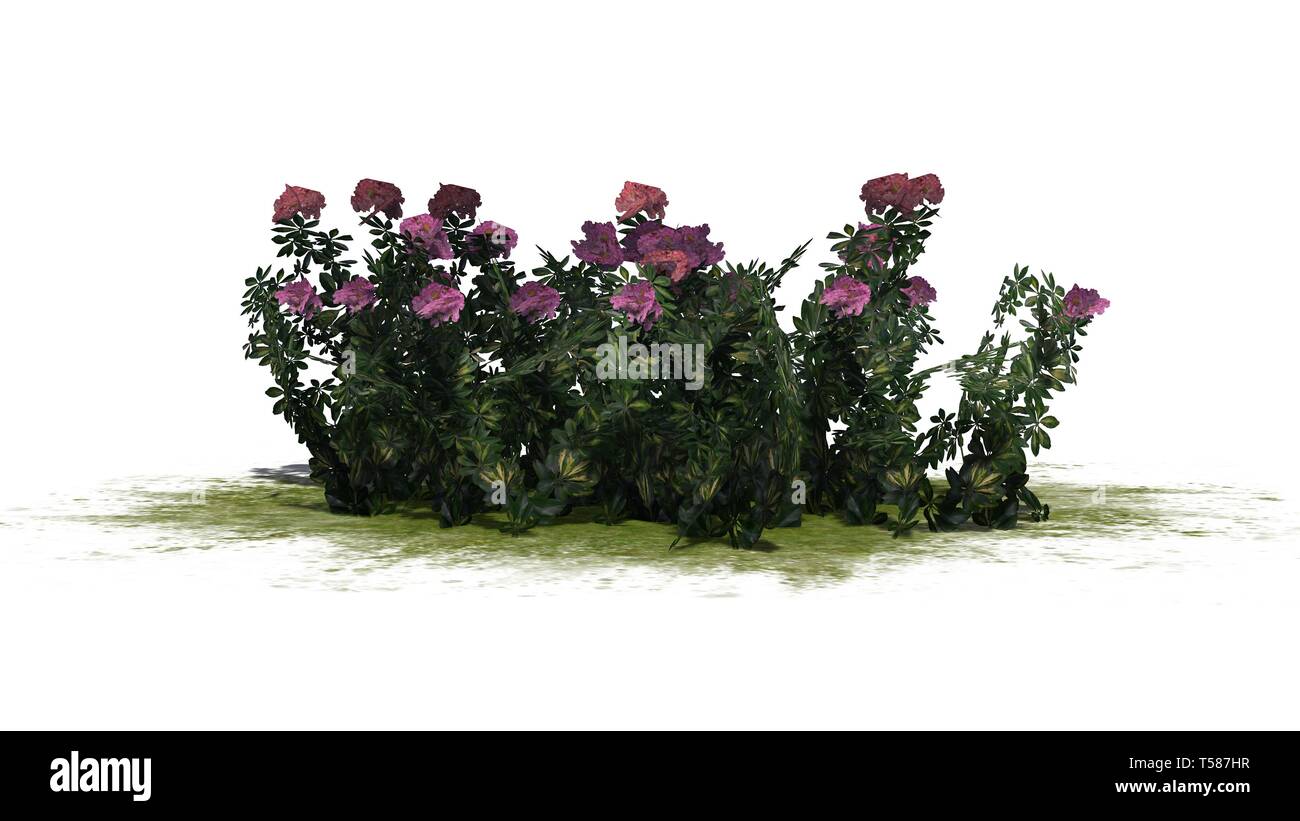 Arizona bush flowers - isolated on white background Stock Photo - Alamy