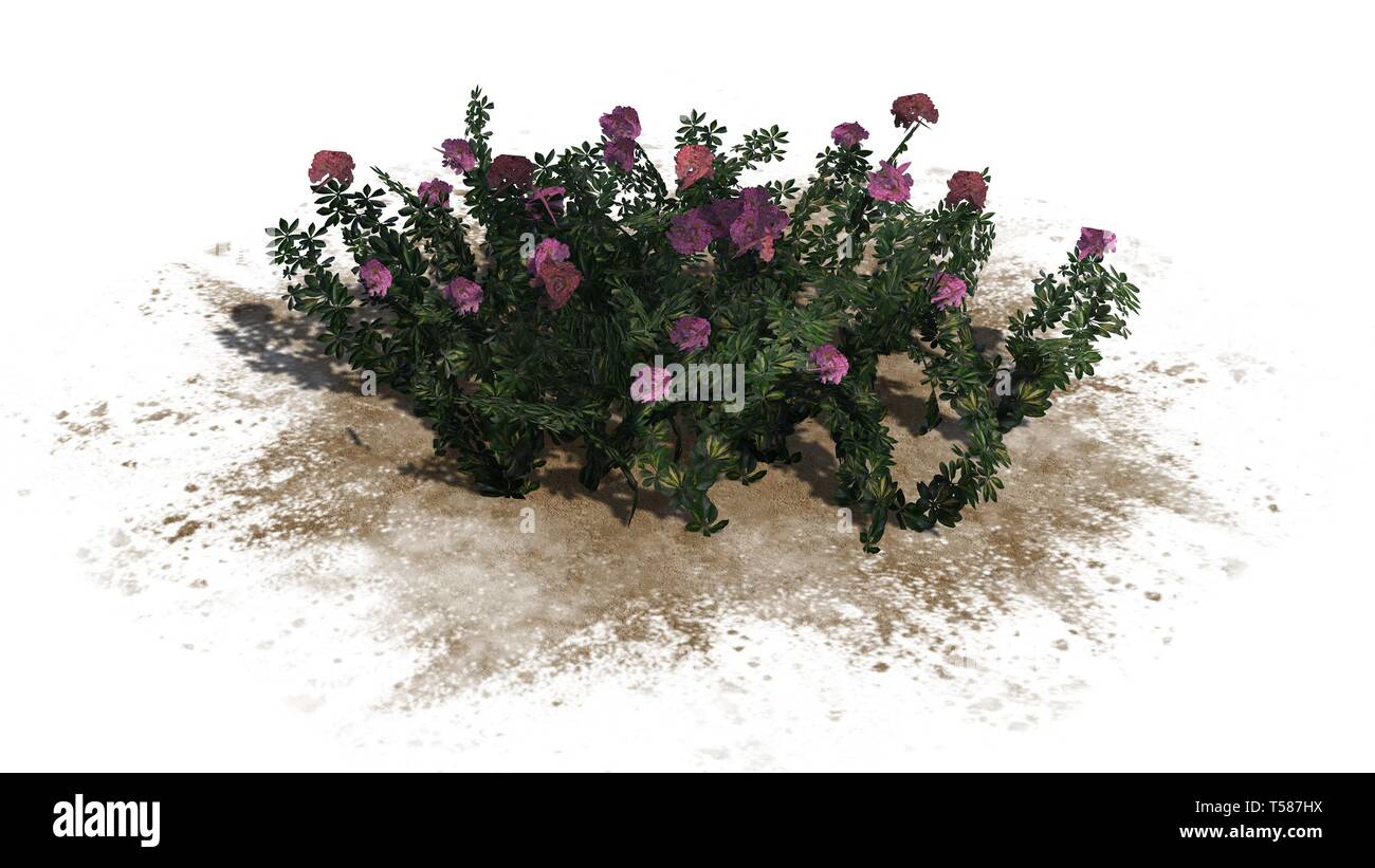 Arizona bush flowers - isolated on white background Stock Photo - Alamy