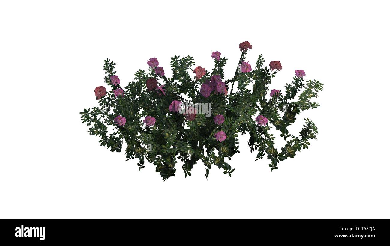 Arizona bush flowers - isolated on white background Stock Photo - Alamy