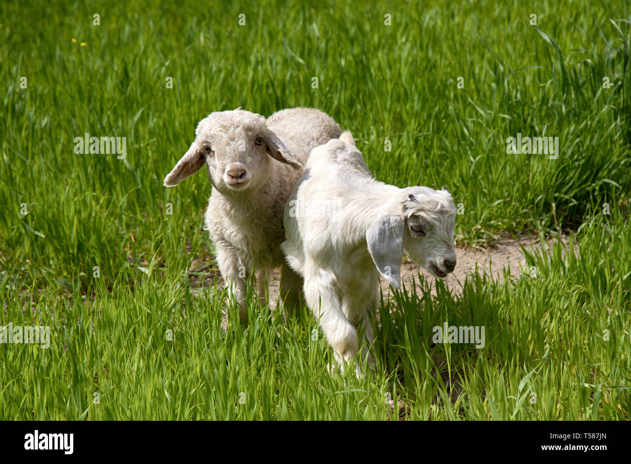 Fat tailed sheep hi-res stock photography and images - Alamy