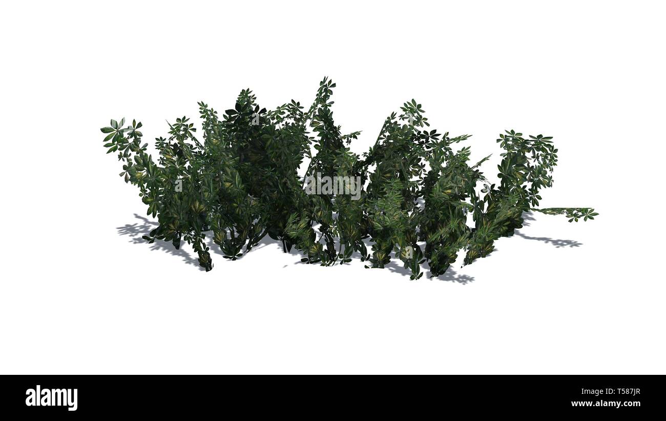 Arizona bush flowers - isolated on white background Stock Photo - Alamy