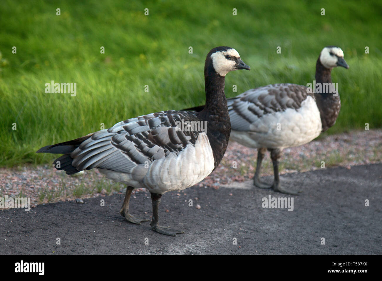 Barnacle Goose Migration