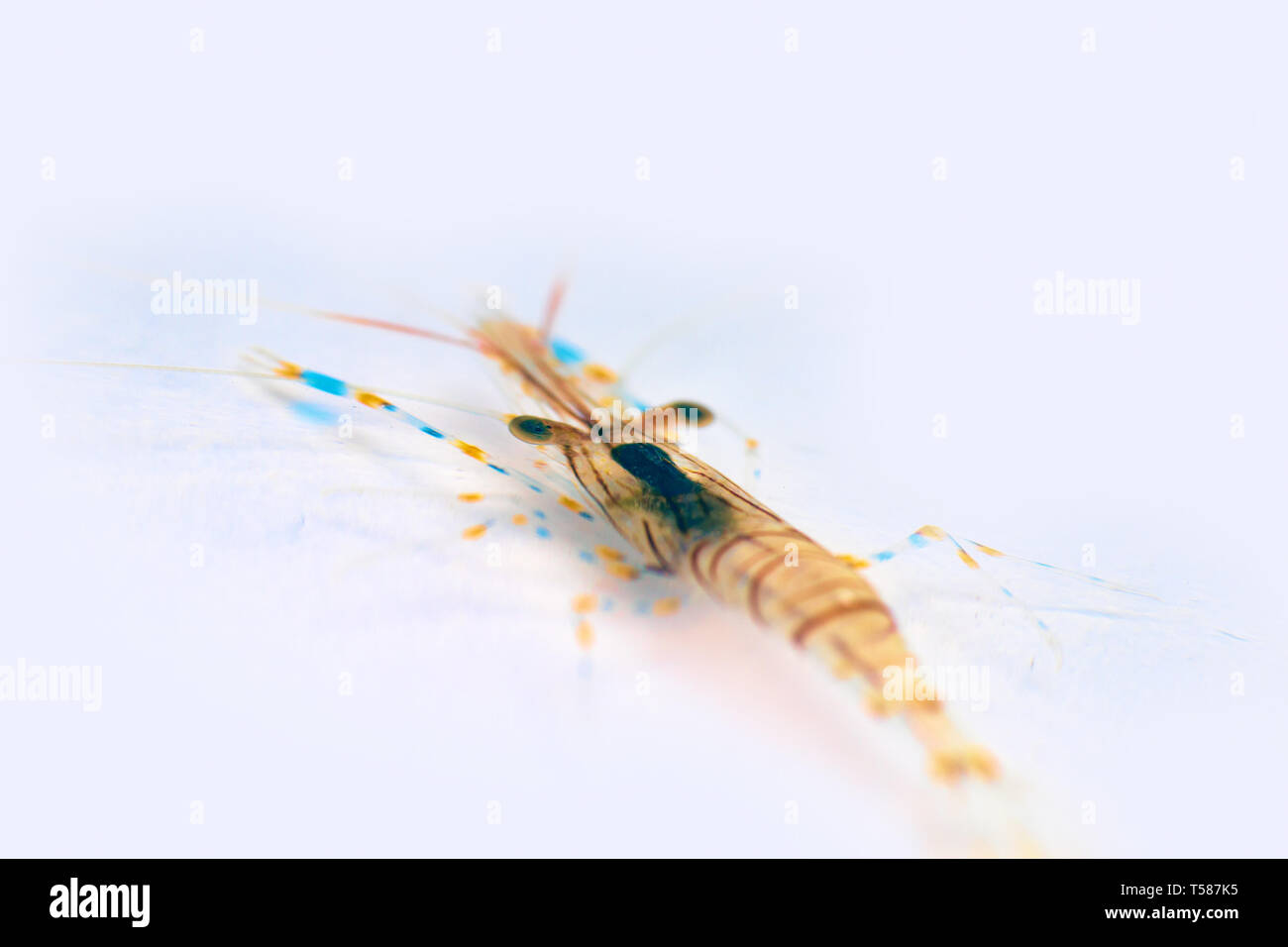 rockpool shrimp (Palaemon elegans) from the southern coast of Crimea ...