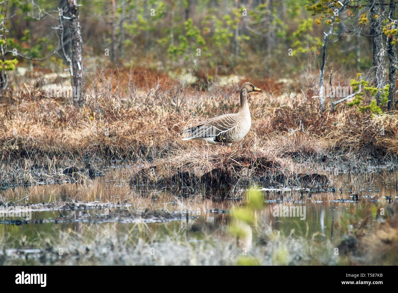 Forest-breeding bean goose (Anser fabalis fabalis) subspecies. This ...