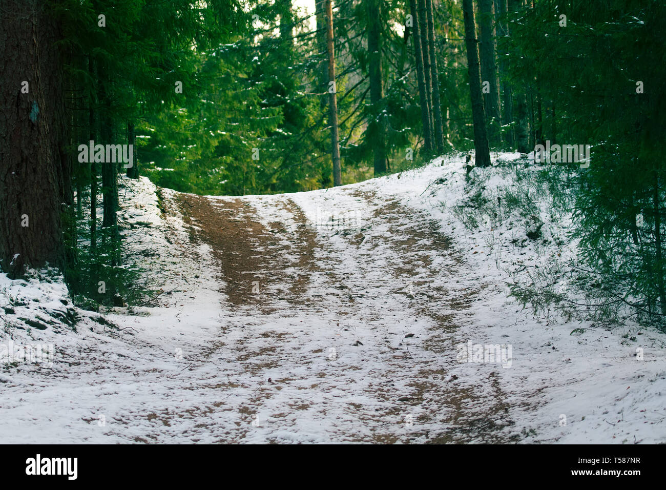 Snow covered logging road hi-res stock photography and images - Alamy