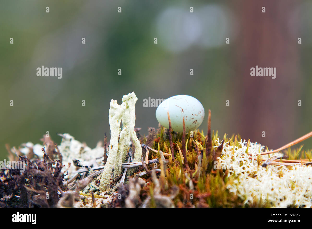 Common linnet egg hi-res stock photography and images - Alamy