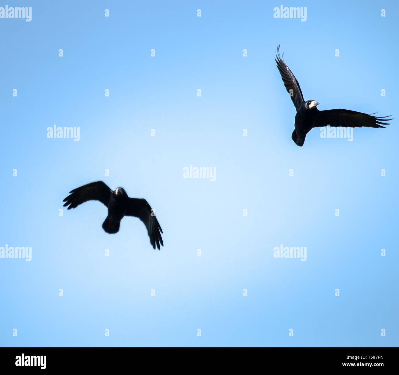 Flying rooks hi-res stock photography and images - Alamy