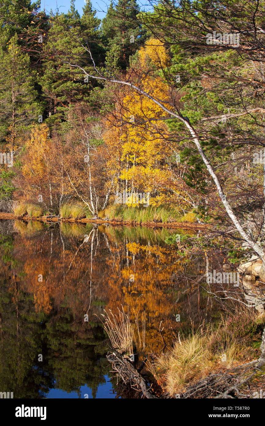 Loch Garten and reflected trees Loch Garten RSPB reserve Abernethy ...