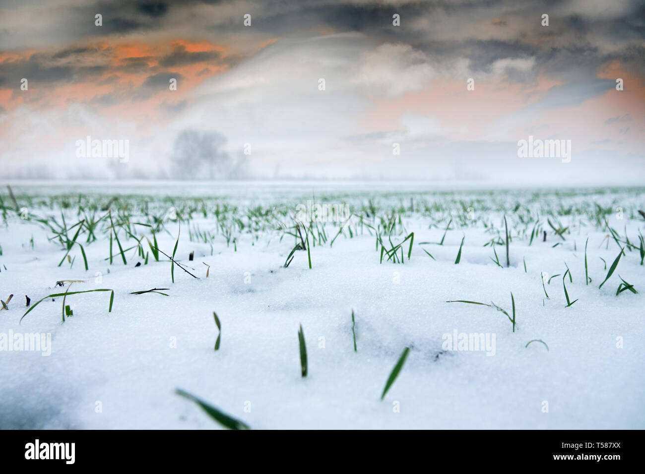 Agriculture crops farming vermin hi-res stock photography and images ...
