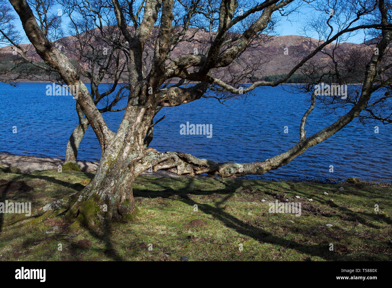 Mull ancient tree hi-res stock photography and images - Alamy
