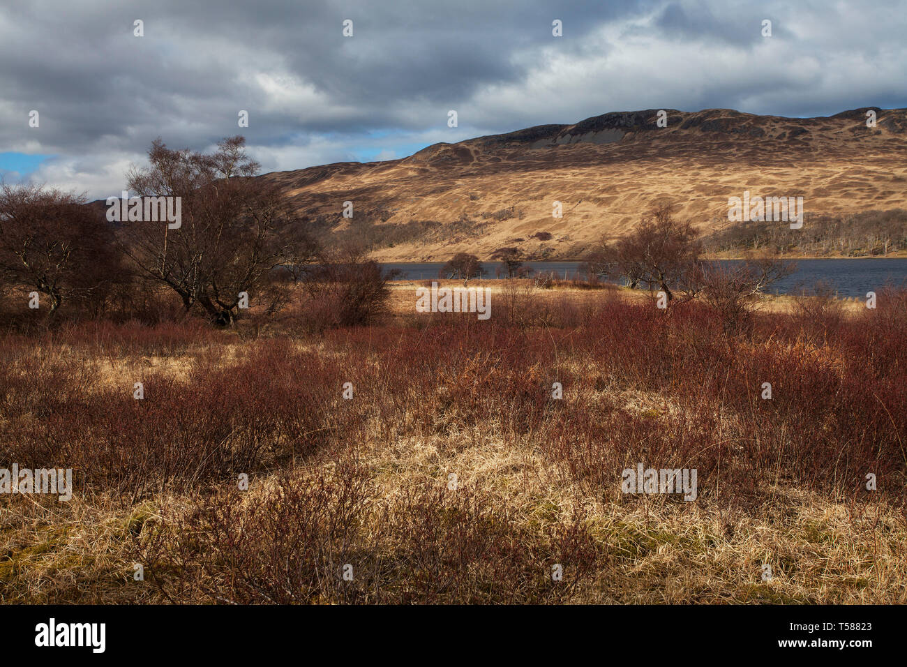 Myrica gale hi-res stock photography and images - Alamy