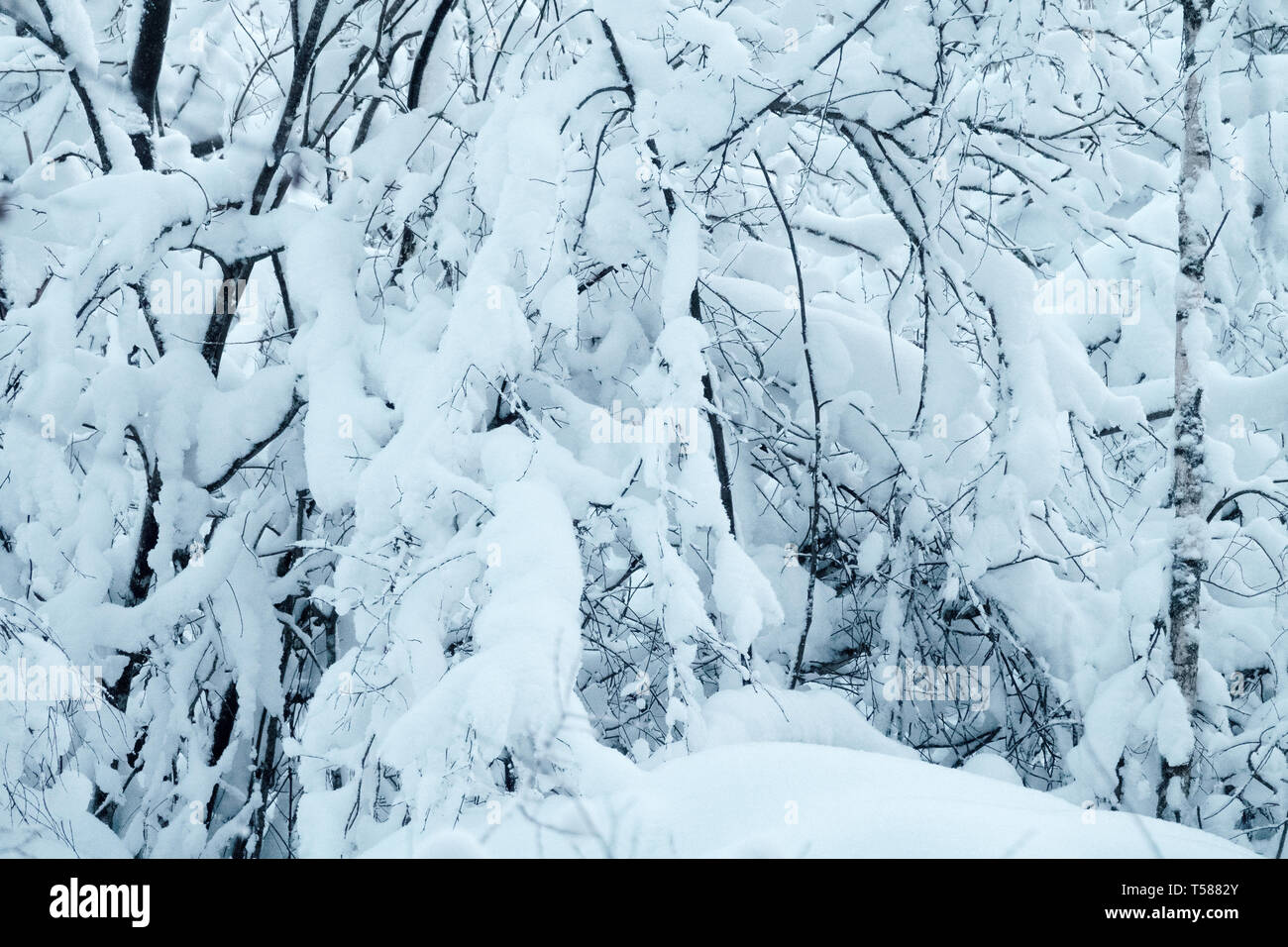 Fantastic forest after many days of snowstorm, snowpack. Snow-caps ...