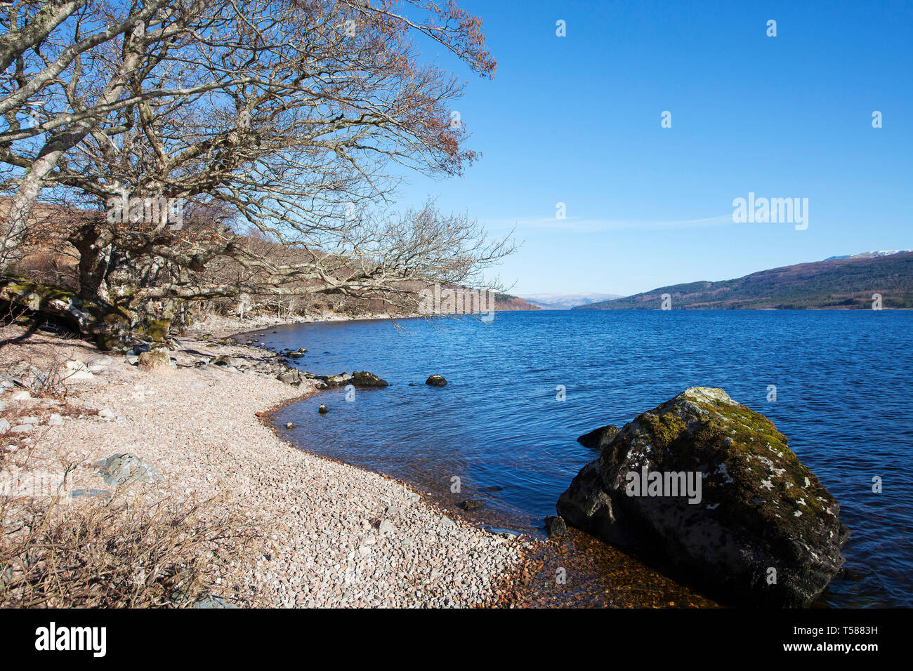 Loch Arkaig and Common alder Alnus glutinosa Lochaber Highland Scotland ...
