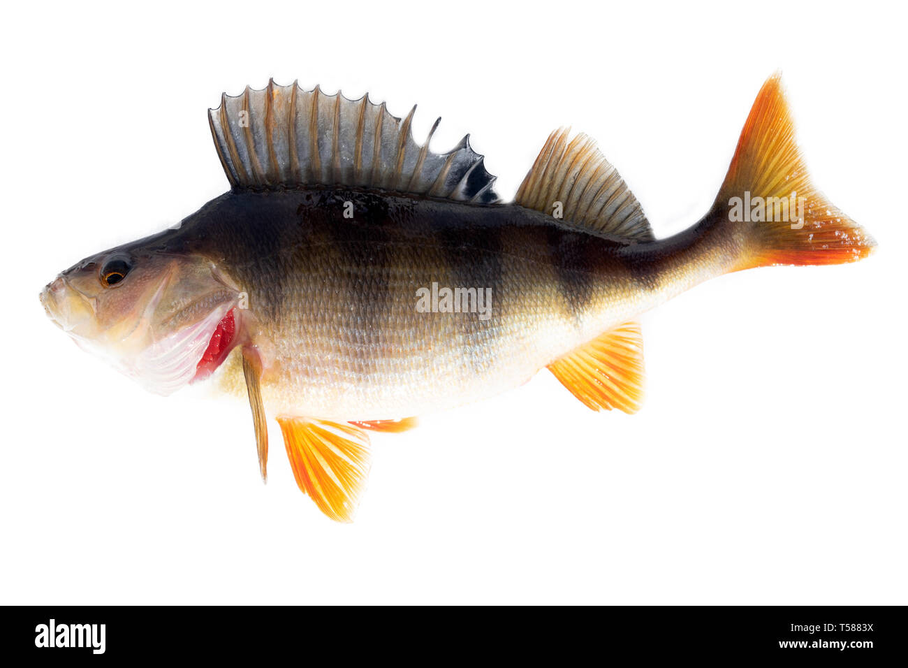 River perch (European perch, Perca fluviatilis) in breeding plumage ...
