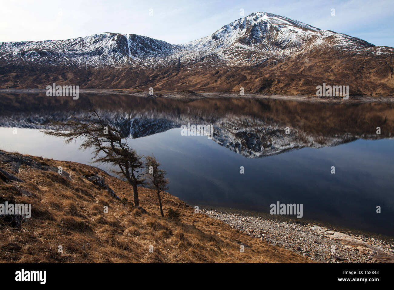 Wind shaped larch hi-res stock photography and images - Alamy