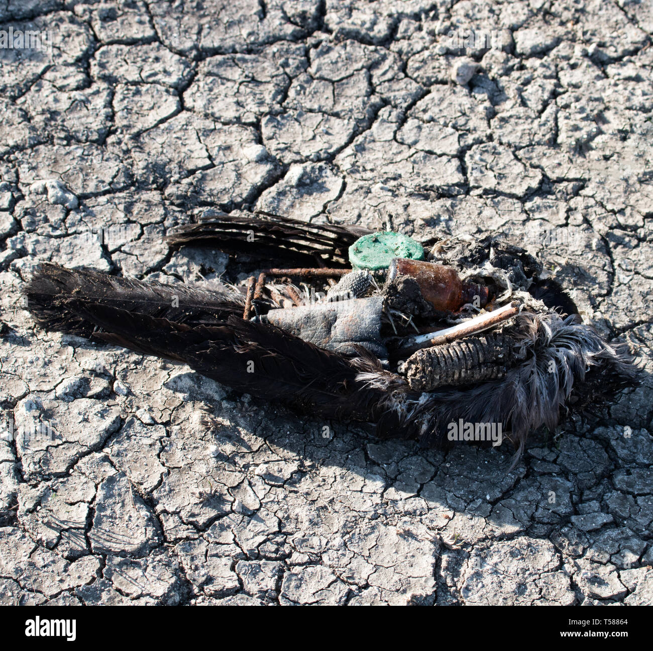 Environmental disaster. Drought and death from pollution of planet by ...