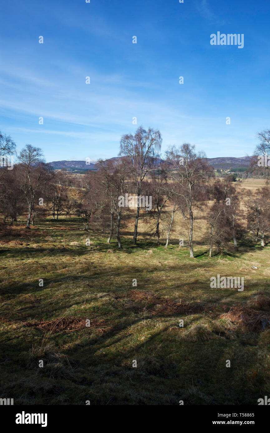 Insh Marshes RSPB reserve and Downy birch Betula pubescens Strathspey ...