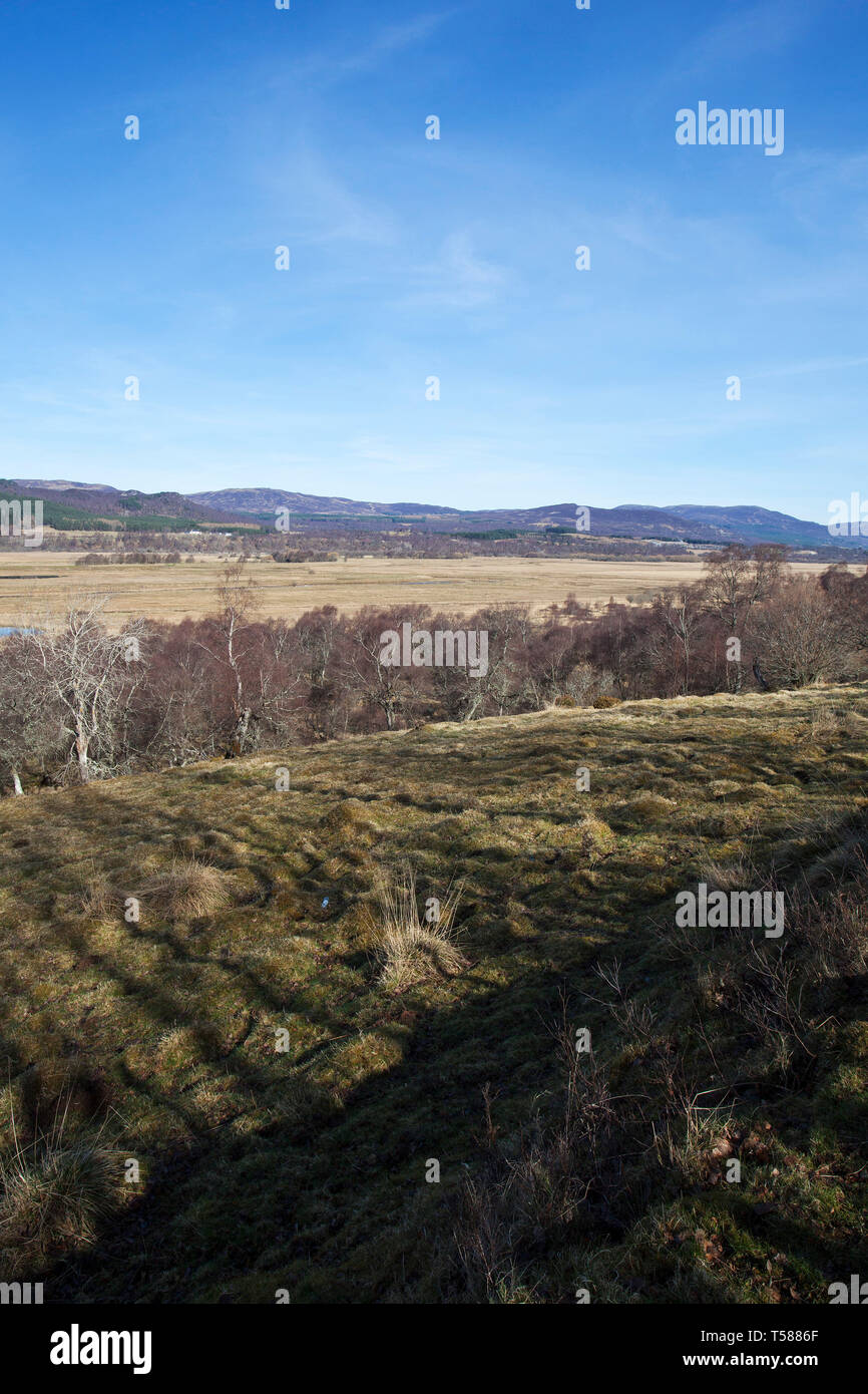 Insh Marshes RSPB reserve and Downy birch Betula pubescens Strathspey ...