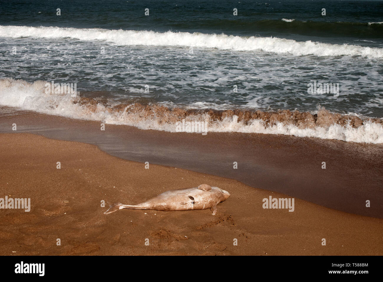 Dead Dolphin on beach. Common porpoise (Phocoena phocoena relicta ...