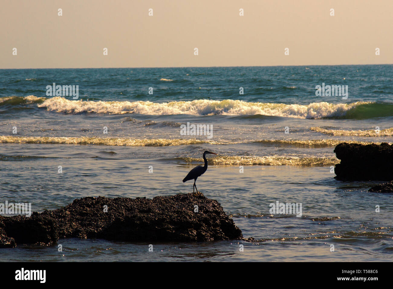 Birds of India. Pacific reef heron (Egretta sacra) on the reefs of the ...