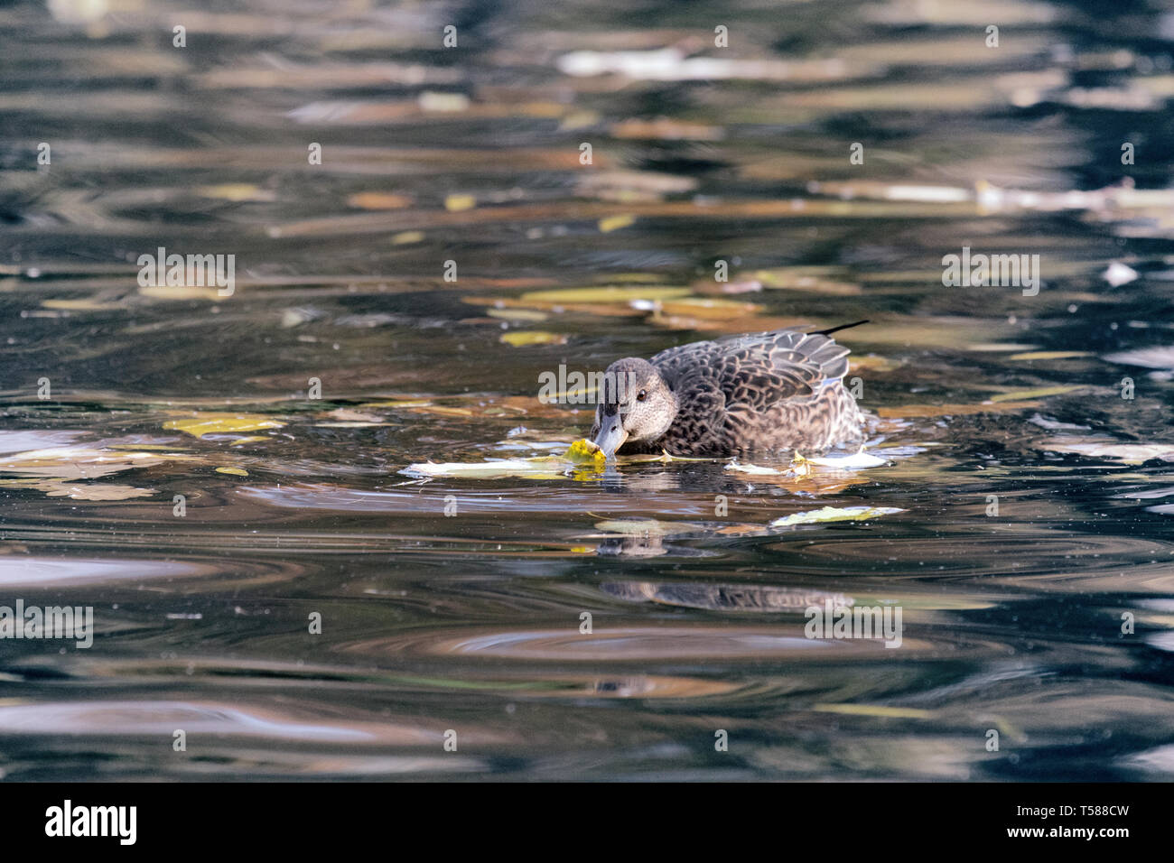 Ducks on lake among fallen hi-res stock photography and images - Alamy